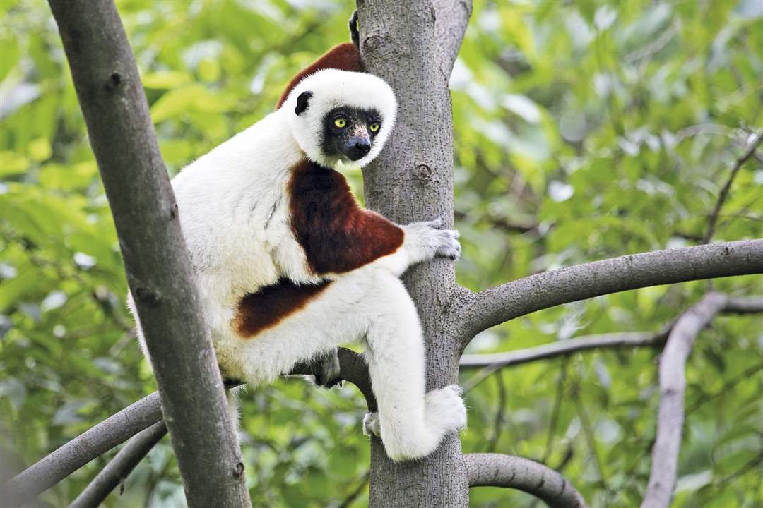 Madagascar es un mundo aparte