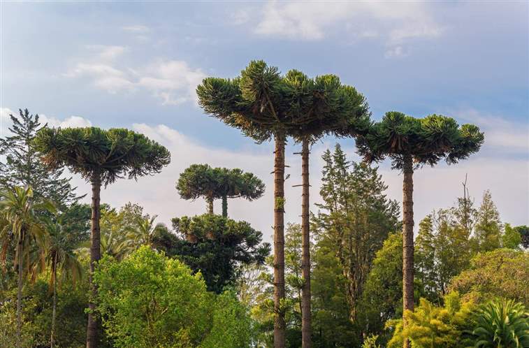 Los bosques más bonitos del mundo: un viaje por la naturaleza más ...