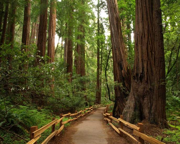 Los bosques más bonitos del mundo: un viaje por la naturaleza más ...