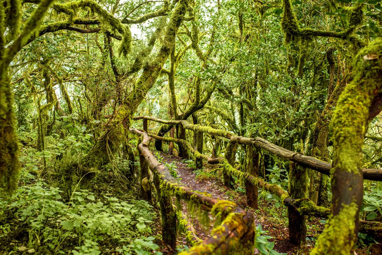 Los bosques más bonitos del mundo: un viaje por la naturaleza más ...