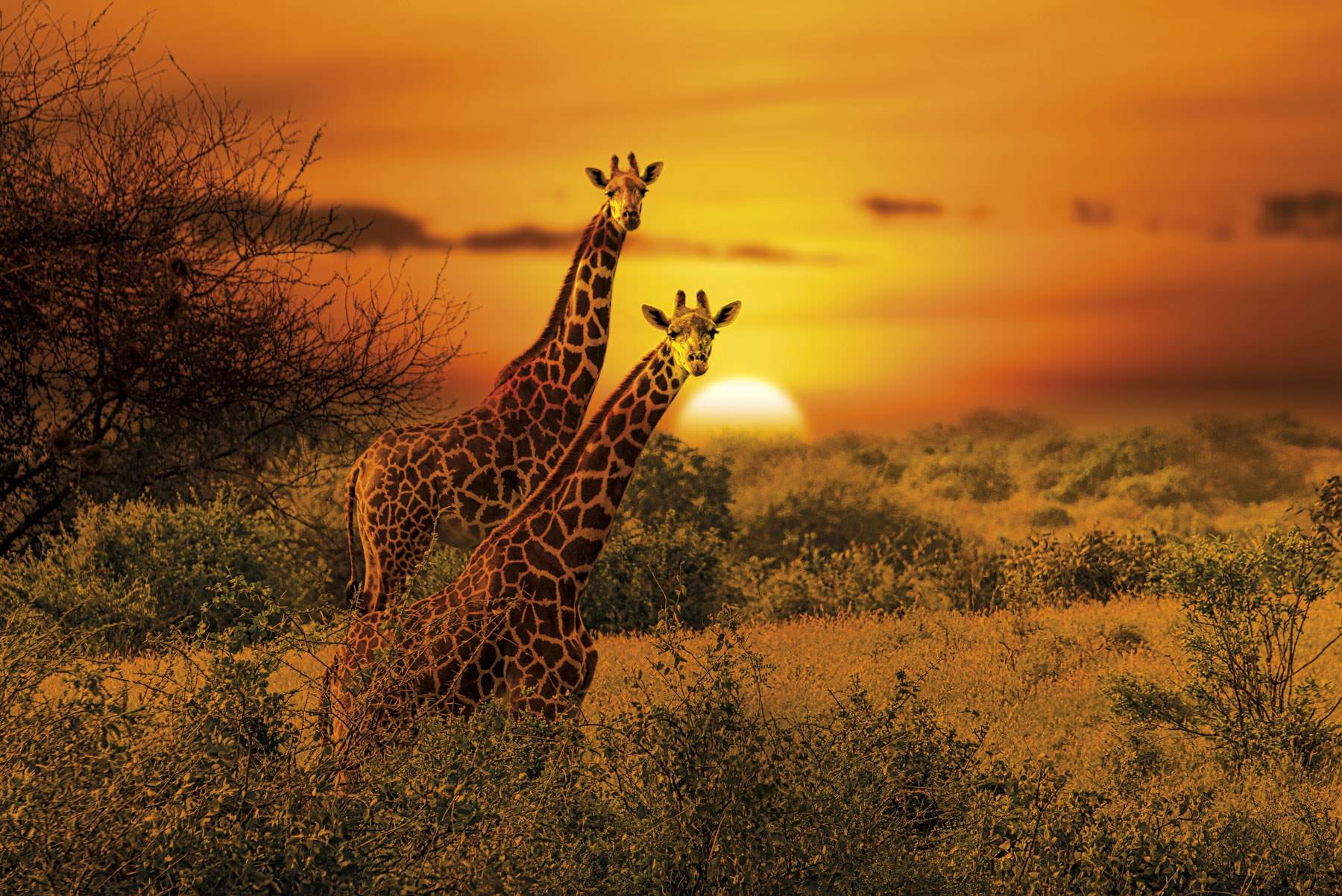 Kenia: un viaje de ensueño entre Masái Mara y el Océano Índico