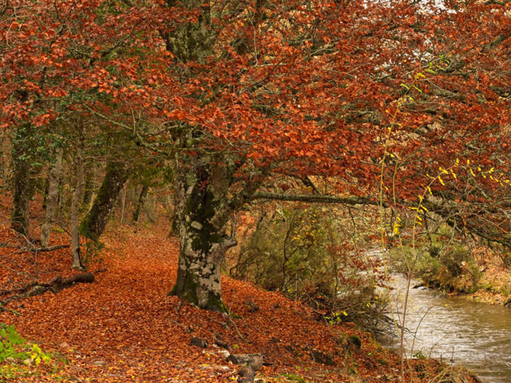 Rutas y curiosidades de los seis únicos hayedos Patrimonio de la ...