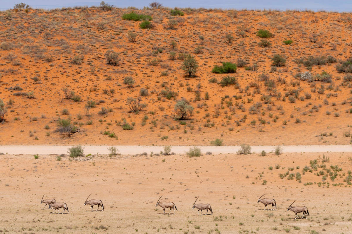 Qué ver en Botswana, del delta del Okavango al Kalahari