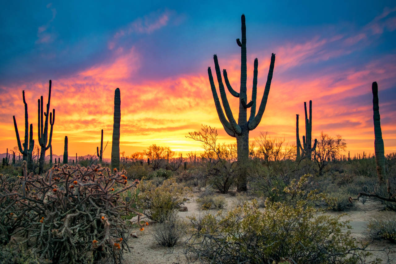 El desierto de cactus gigantes de México donde ver el «cometa del siglo»