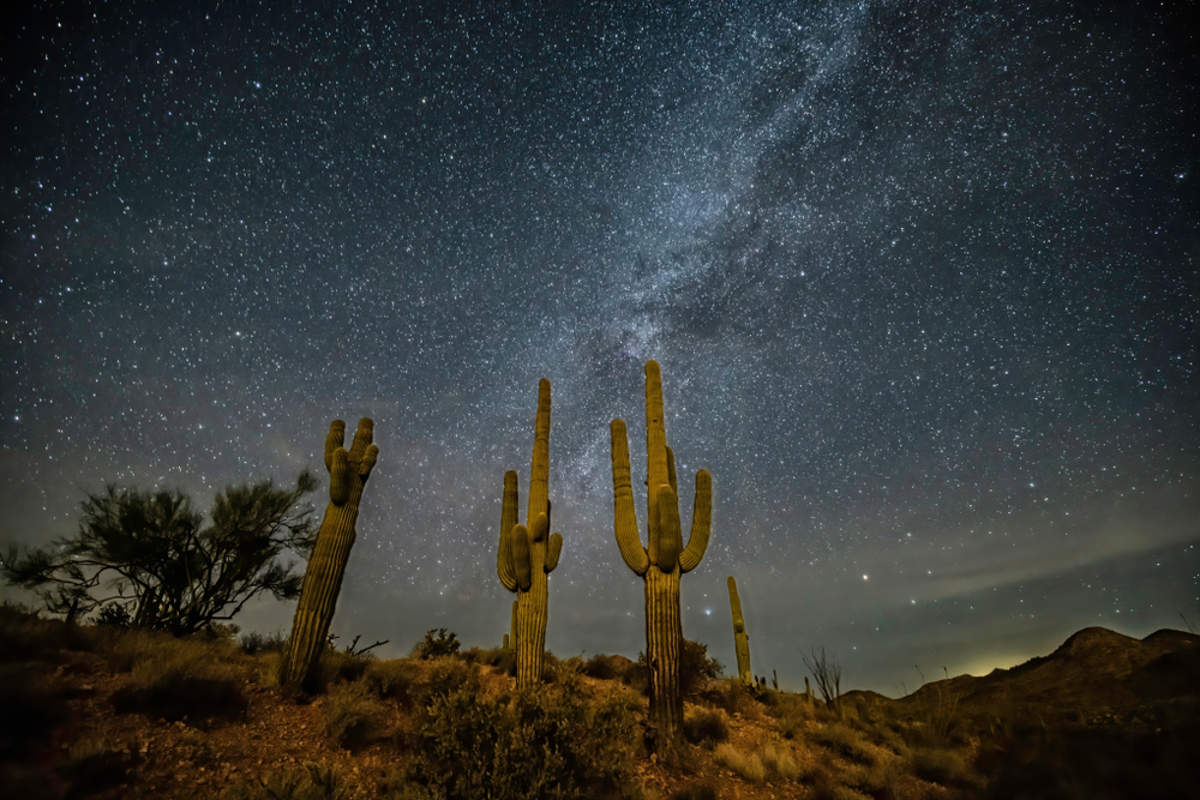 Verdadero Desierto Con Cactus 710+ Desierto De Sonora Saguaro Y Cactus