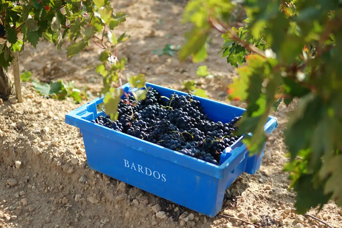 La bodega de Ribera de Duero que homenajea con sus vinos a las abuelas