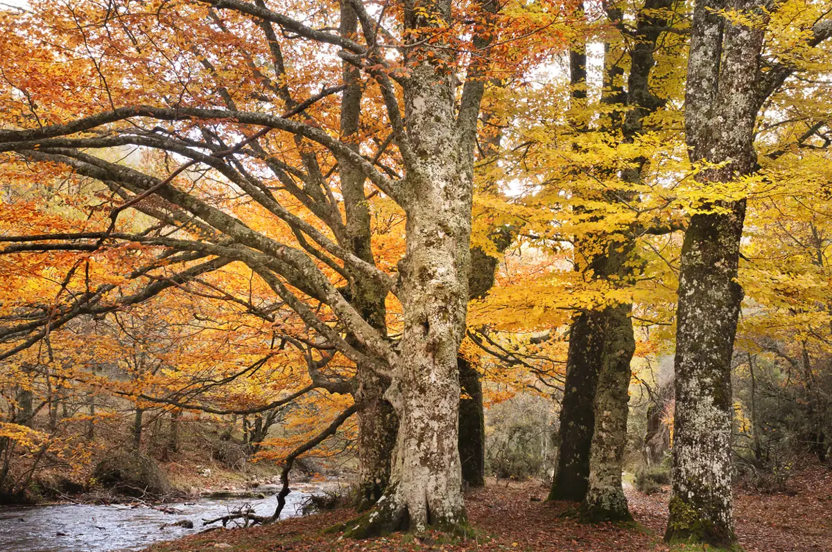 Hayedos, castañares y otros bosques cerca de Madrid donde escaparse ...