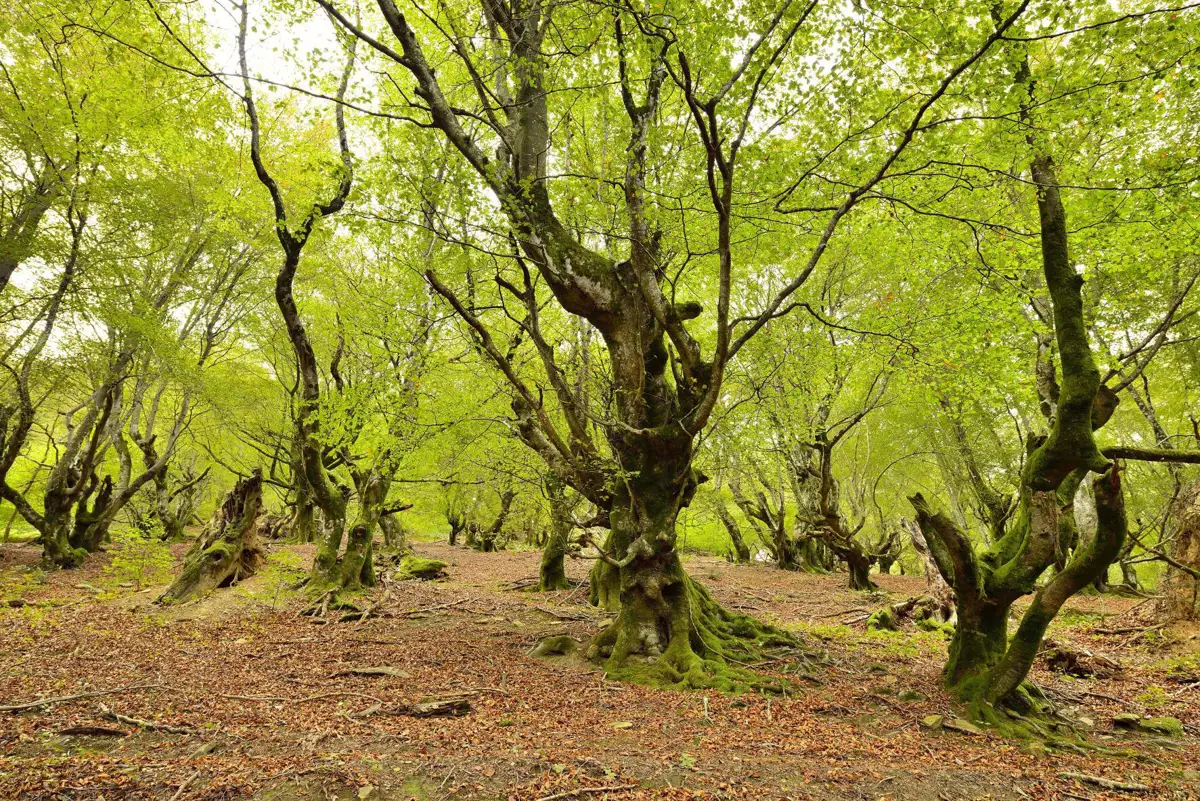 País Vasco: hayedos, robledales y otros bosques donde disfrutar del otoño