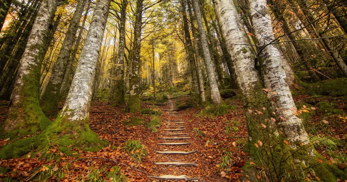 Selva de Irati: las seis rutas más bonitas para adentrarse en el ...