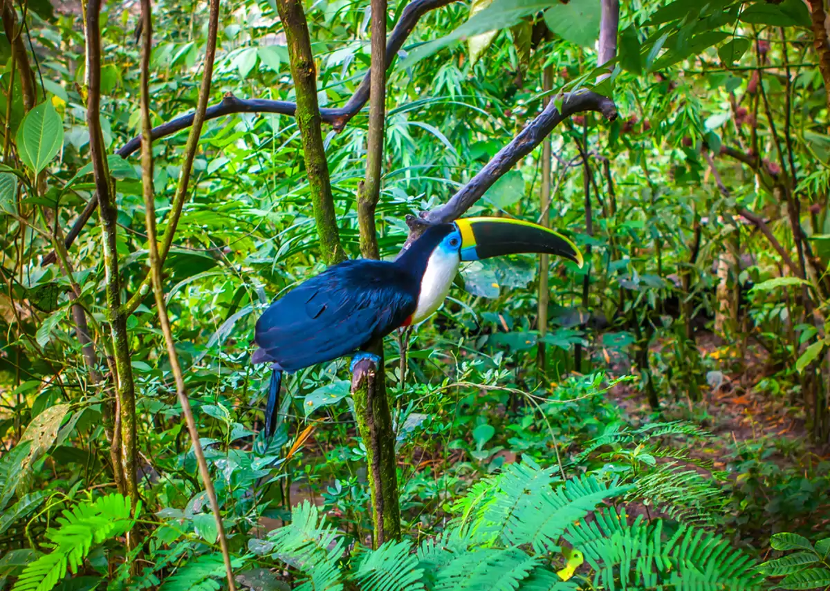 Ecuador, el único país de Sudamérica con cuatro mundos : costa, sierra ...
