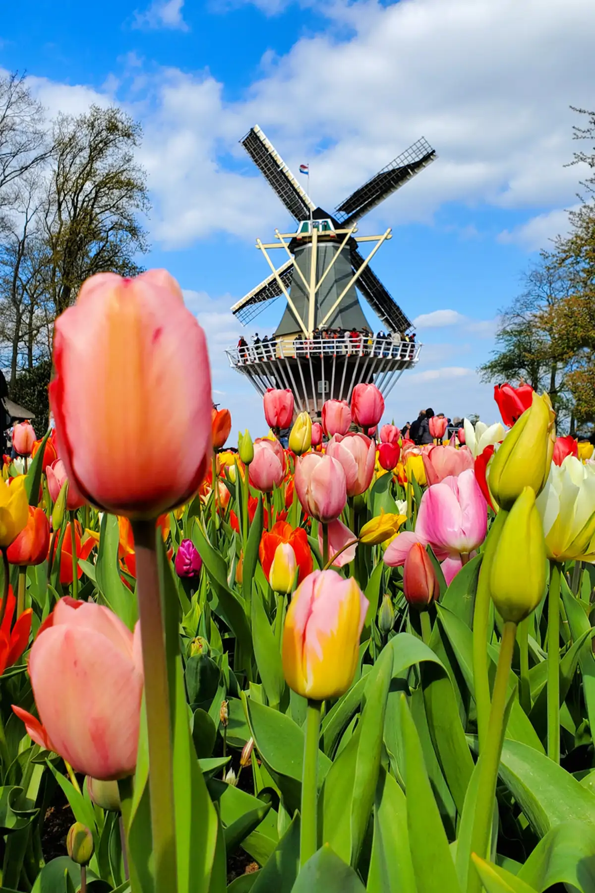 Keukenhof 2025: fechas y agenda del jardín que encarna la primavera en ...