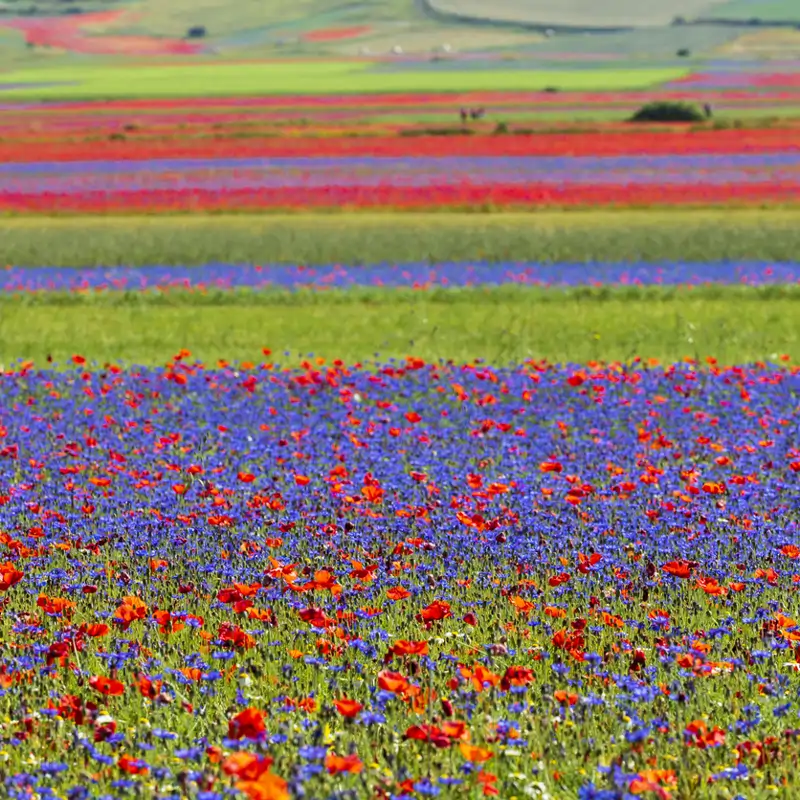 Primavera
