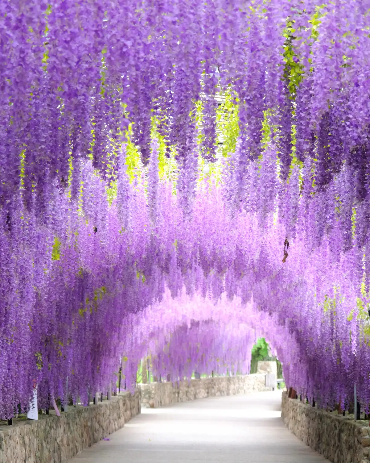 El jardín de Japón cubierto por un cielo de flores violetas