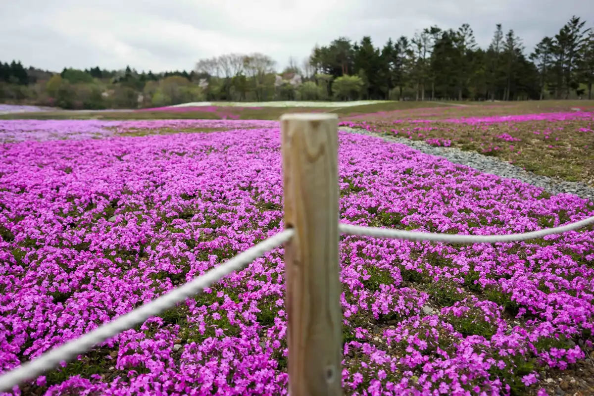 El jardín de Japón donde podrás navegar entre rosas