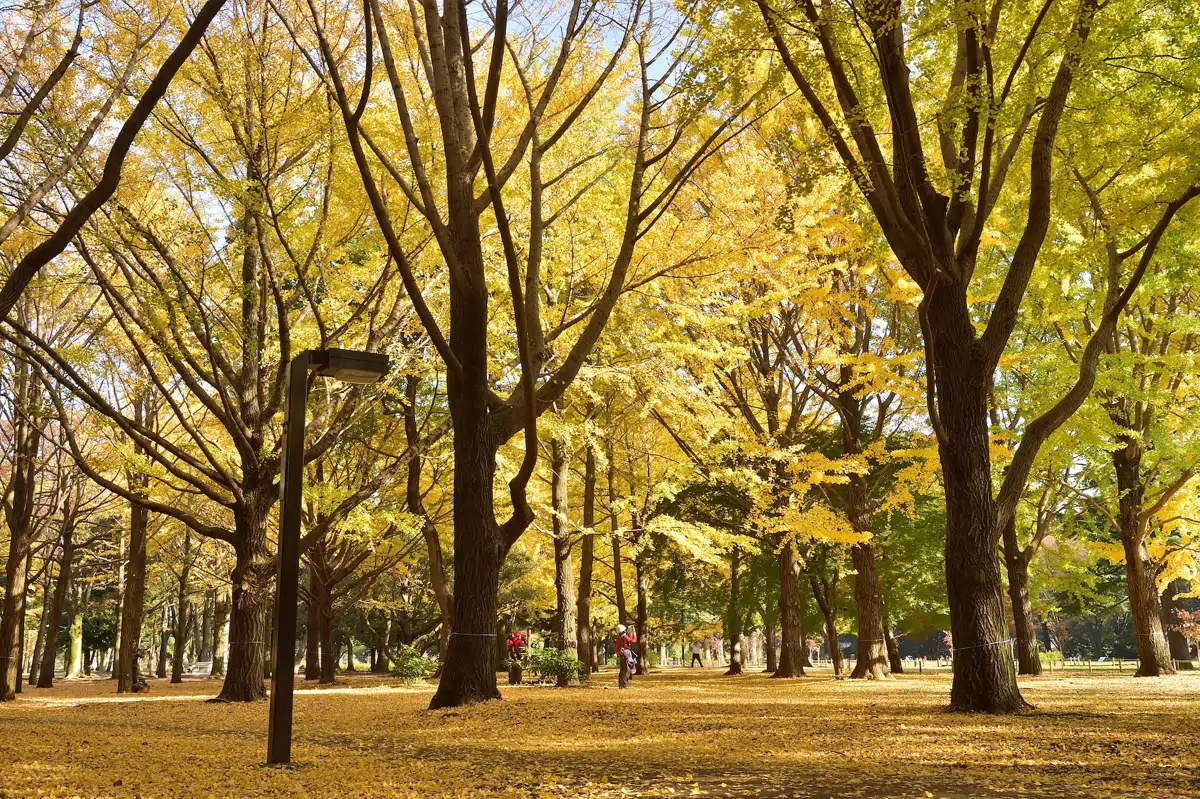 Por qué el otoño es una época excepcional para visitar Tokio