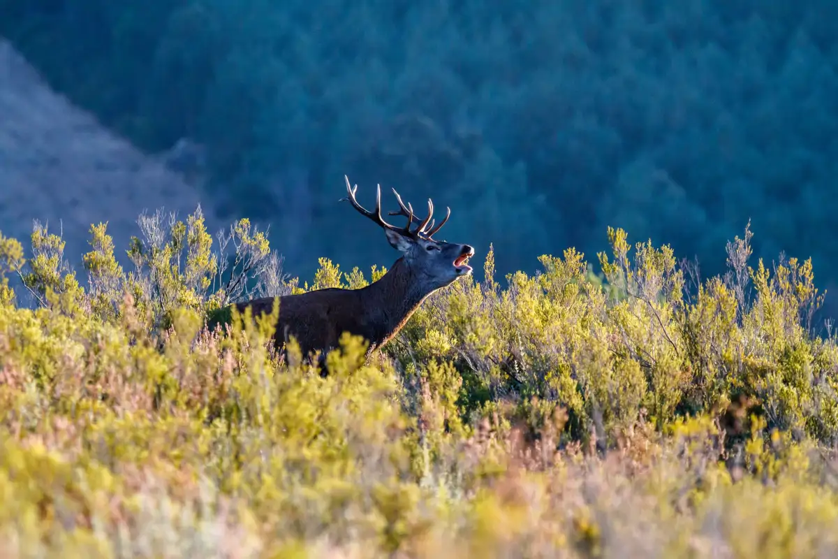 Parece Irati pero no lo es: el bosque de Navarra con una fábrica de ...