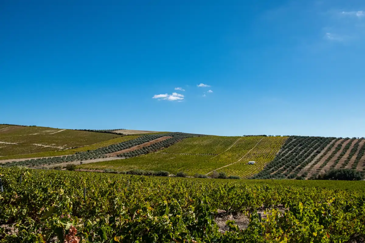 En un lagar del interior de Andalucía: ruta por las bodegas más ...