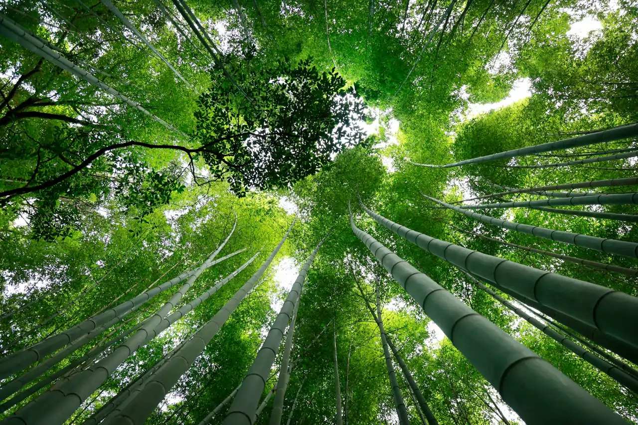 Los bosques más bonitos del mundo: un viaje por la naturaleza más ...